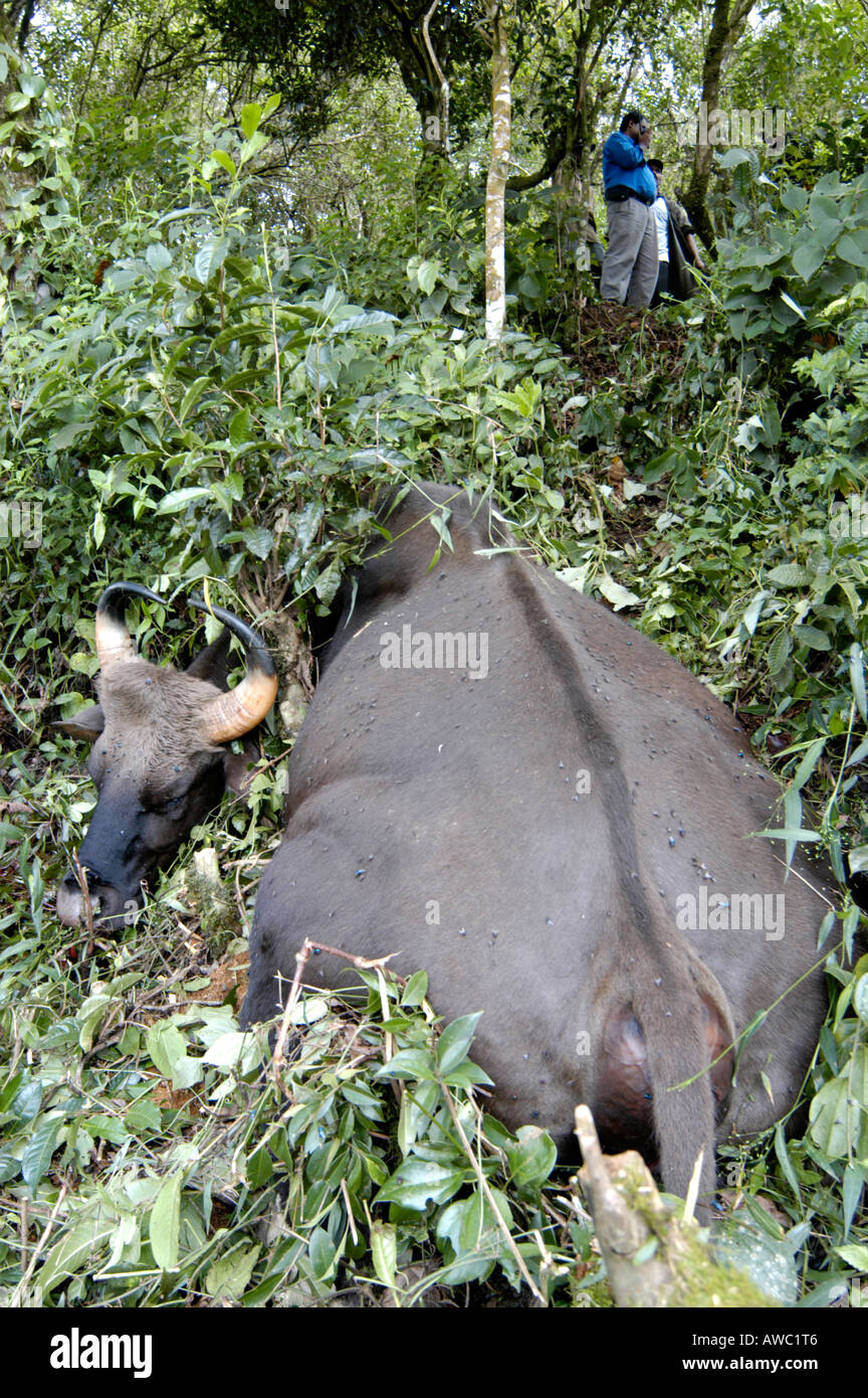 Killed poaching hi-res stock photography and images - Alamy
