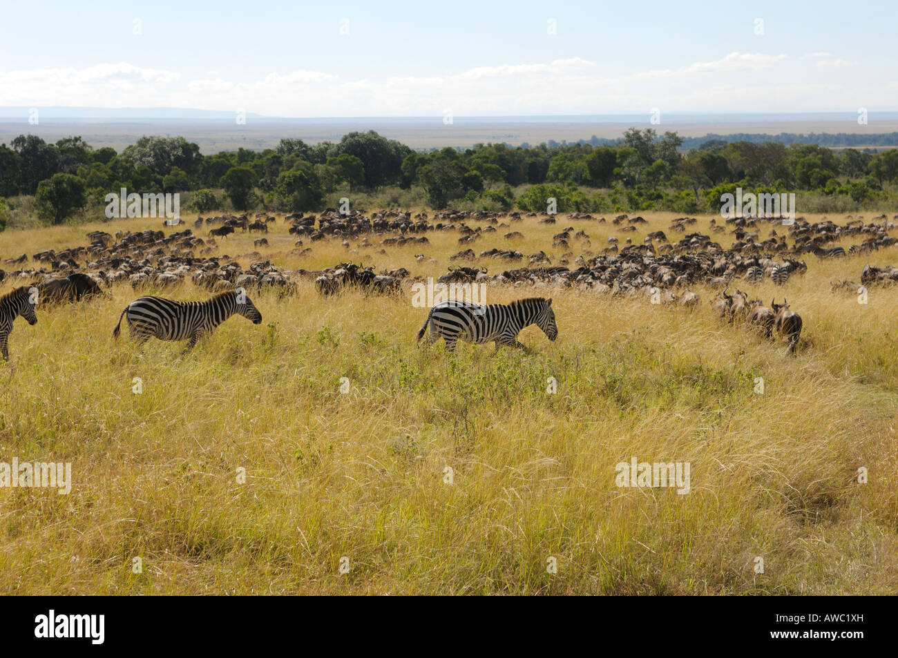 Zebra herd at the migration time,Masai Mara,Kenya Stock Photo - Alamy