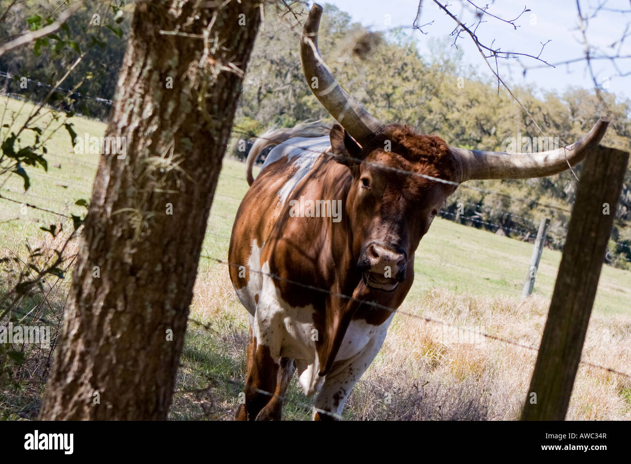 Long horn steer hi-res stock photography and images - Alamy
