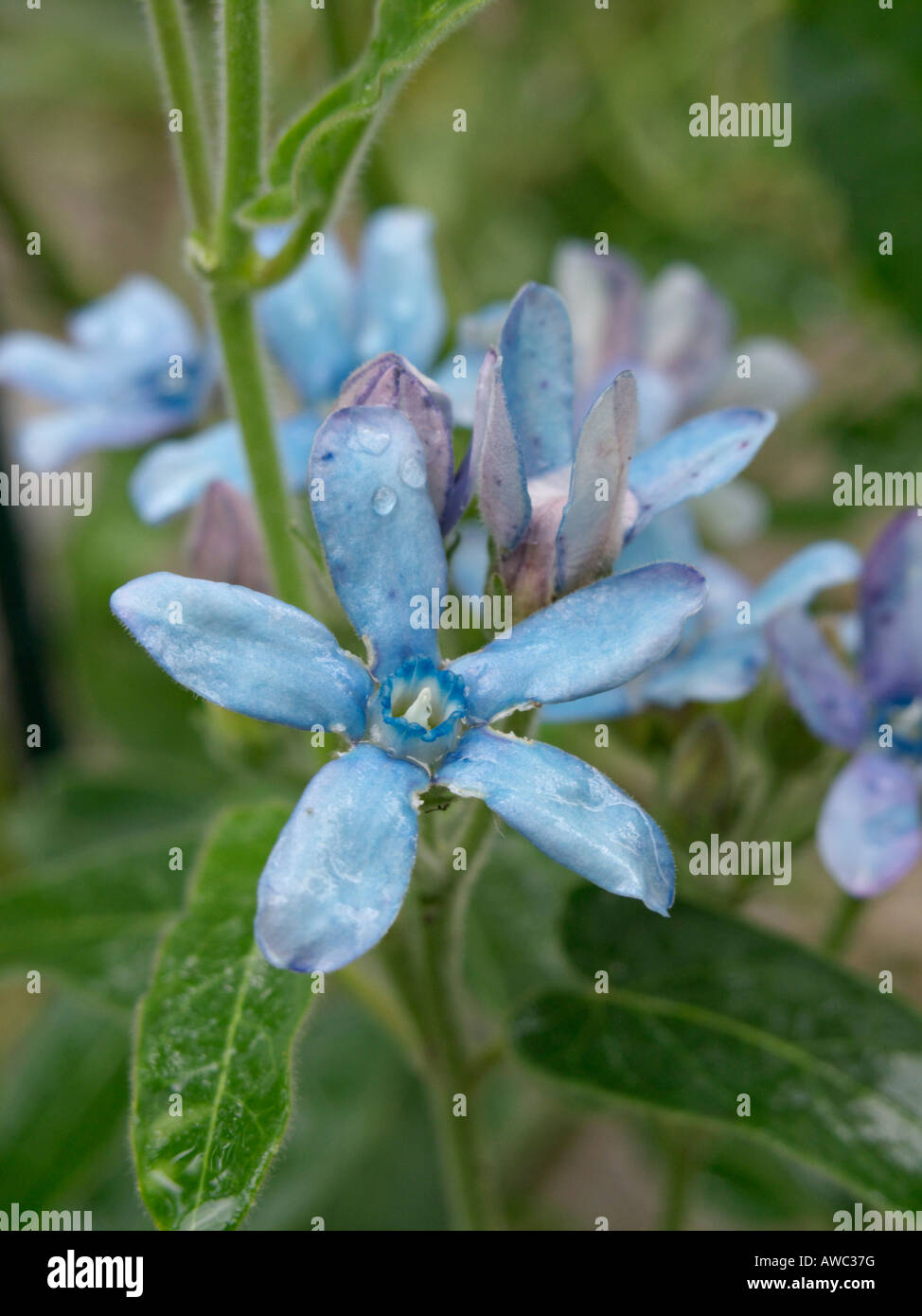 Tweedia caerulea hi-res stock photography and images - Alamy