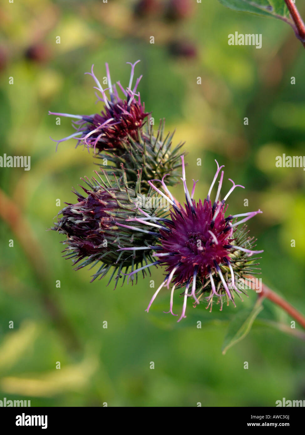 Lesser burdock (Arctium minus Stock Photo - Alamy