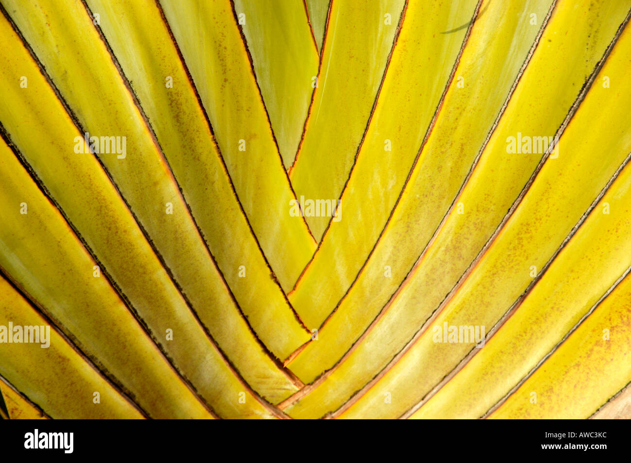 ORNAMENTAL PALM CLOSE UP Stock Photo - Alamy