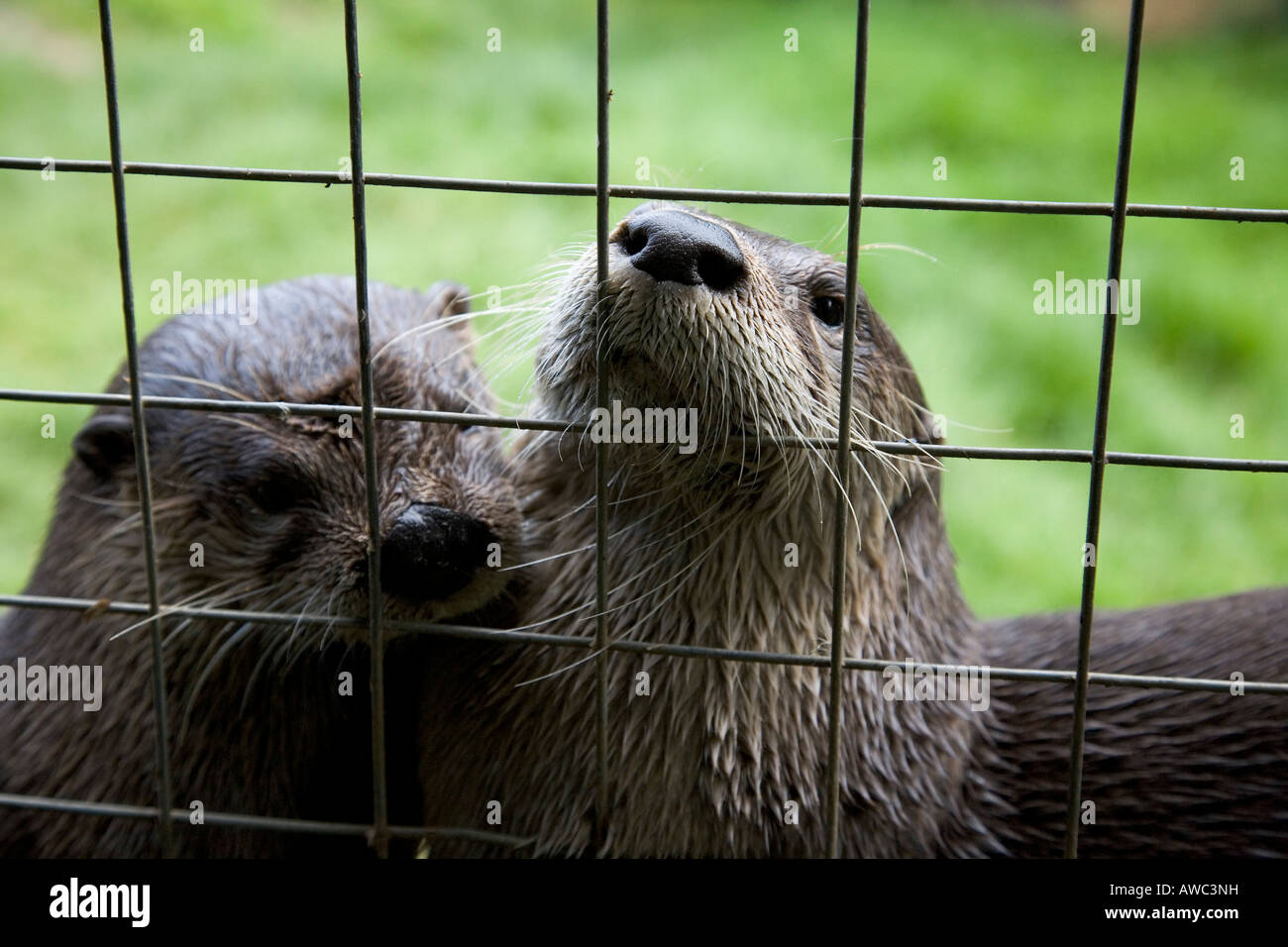 Mole Hall wildlife park and butterfly pavillion, Widdington, Saffron ...