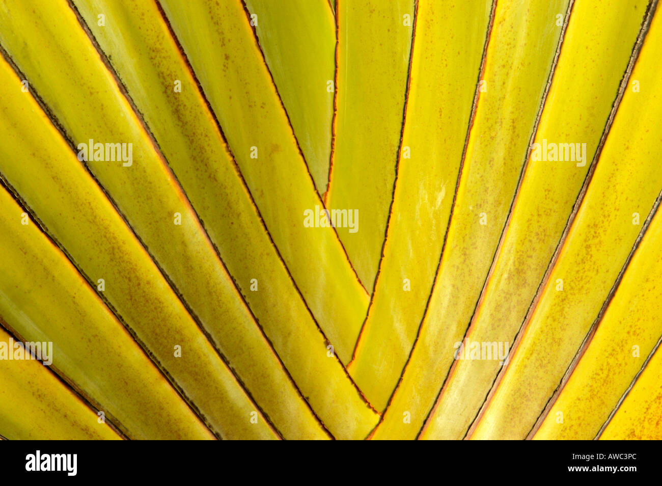 ORNAMENTAL PALM CLOSE UP Stock Photo - Alamy