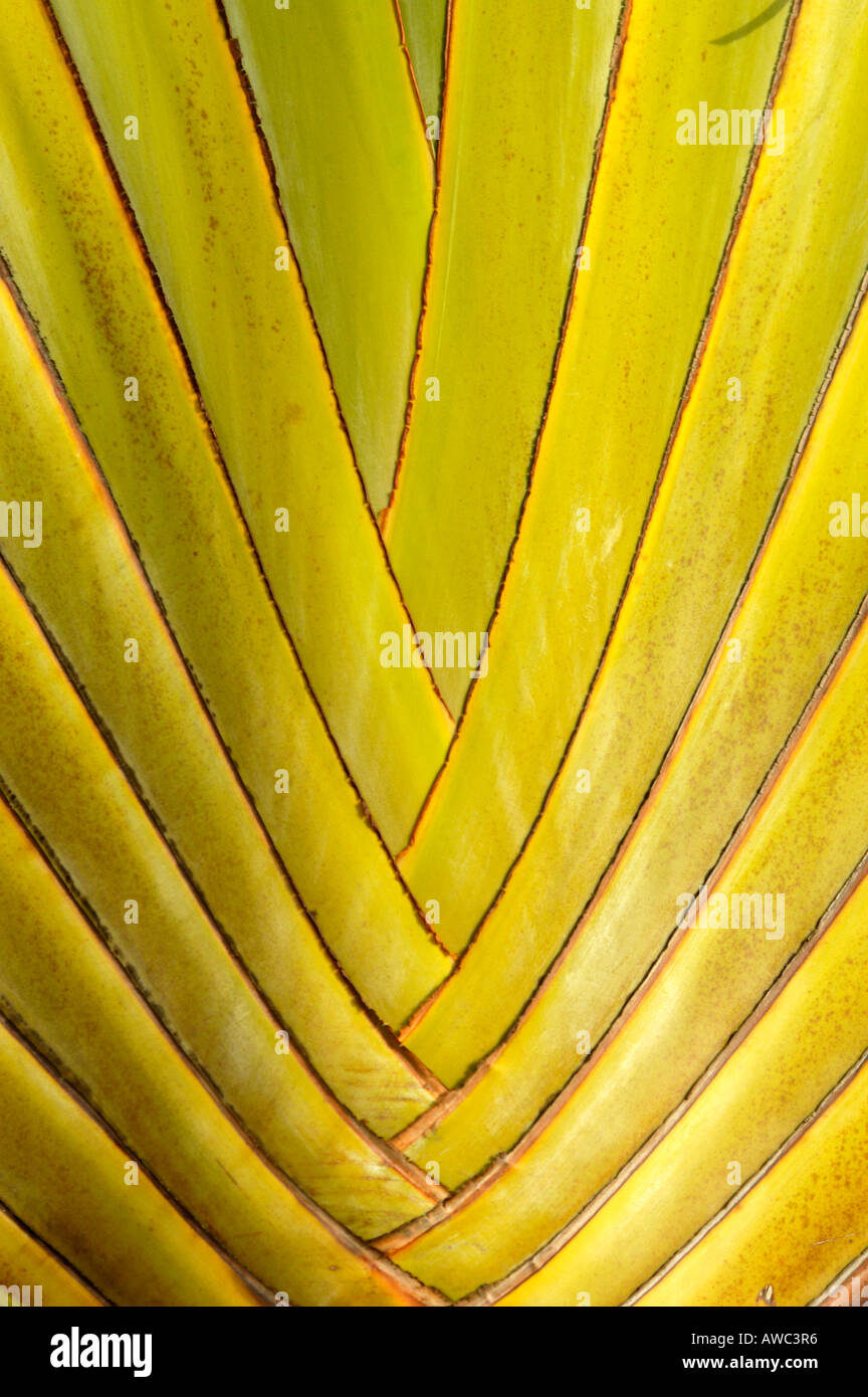 ORNAMENTAL PALM CLOSE UP Stock Photo - Alamy