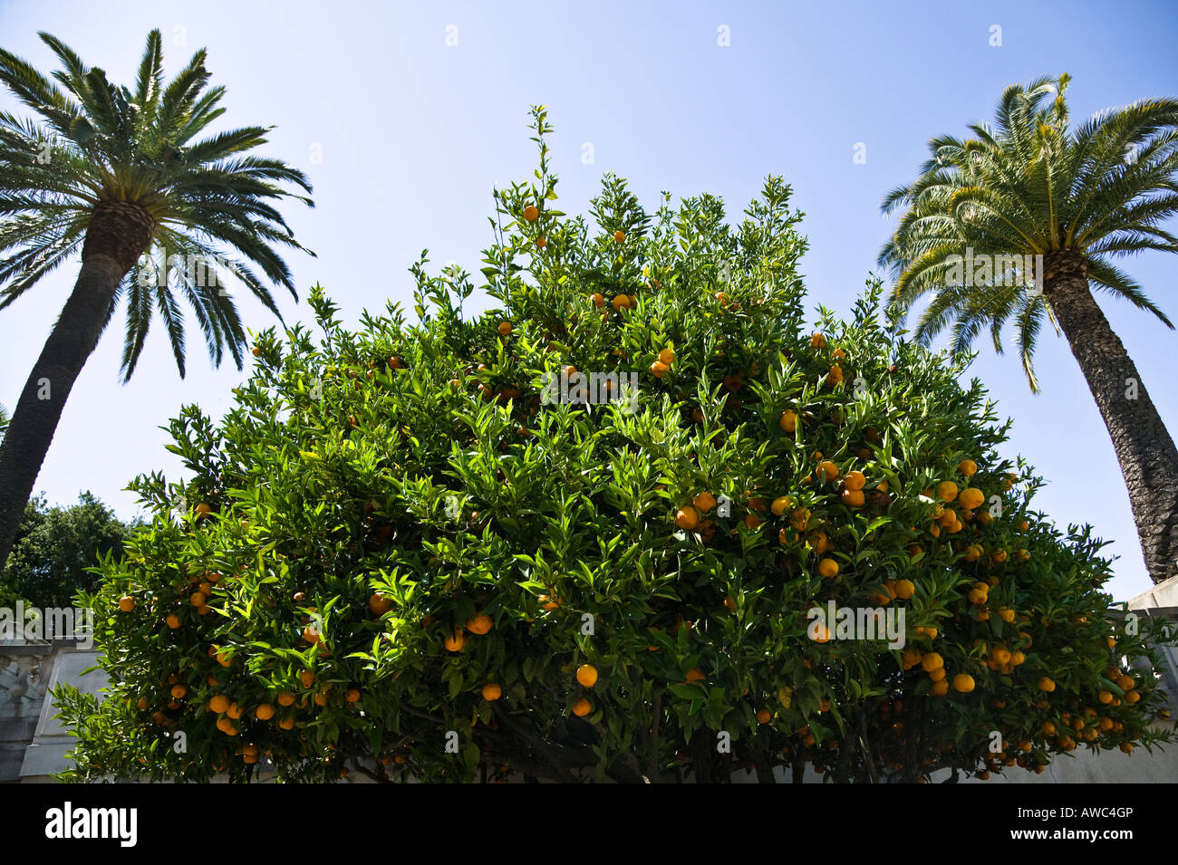 Orange tree symbolism hi-res stock photography and images - Alamy