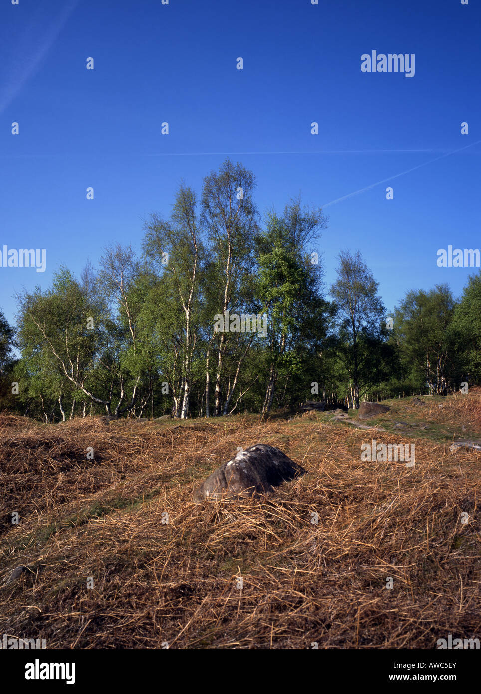 Silver Birch Trees Betula pendula on Millstone Egde, Grindleford ...