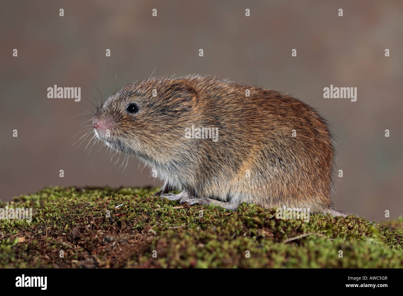 short-tailed vole Microtus agrestis on moss covered stone looking alert ...