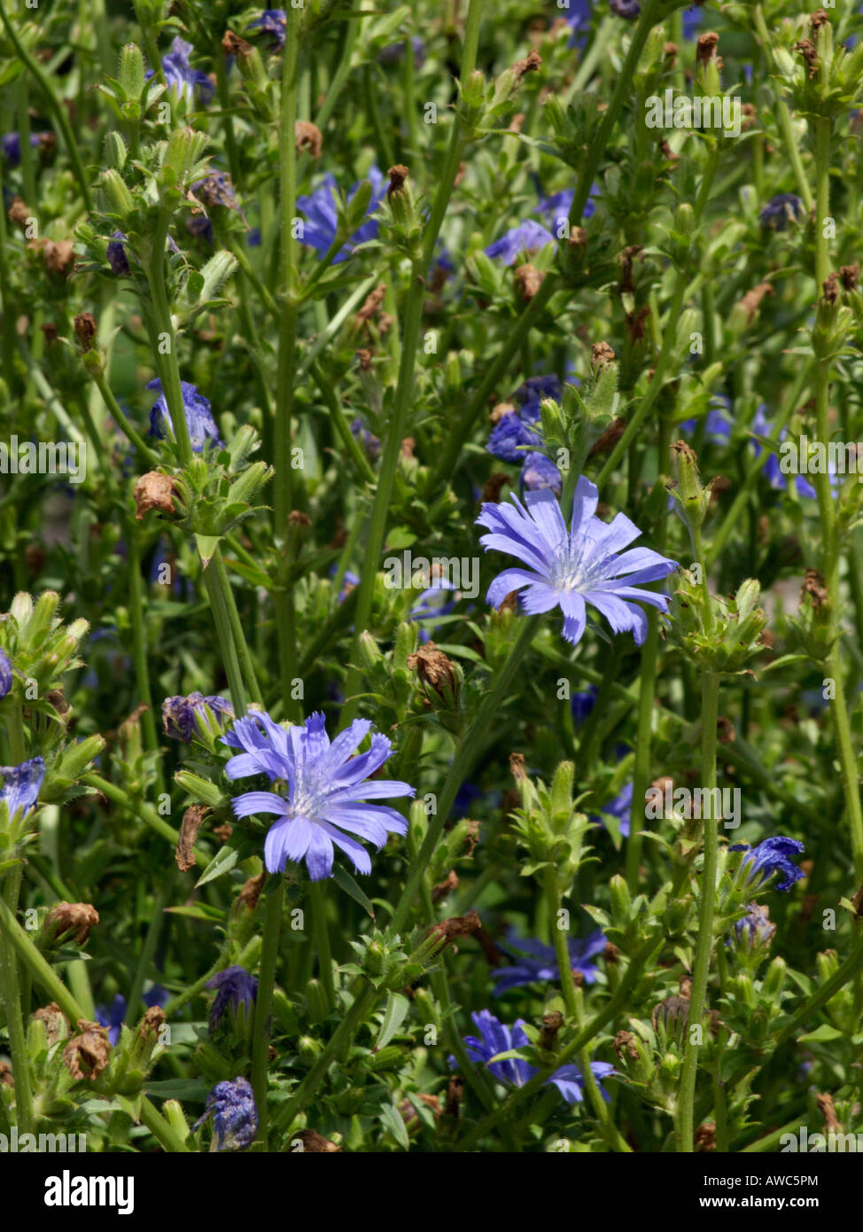 Chicory (Cichorium intybus Stock Photo - Alamy