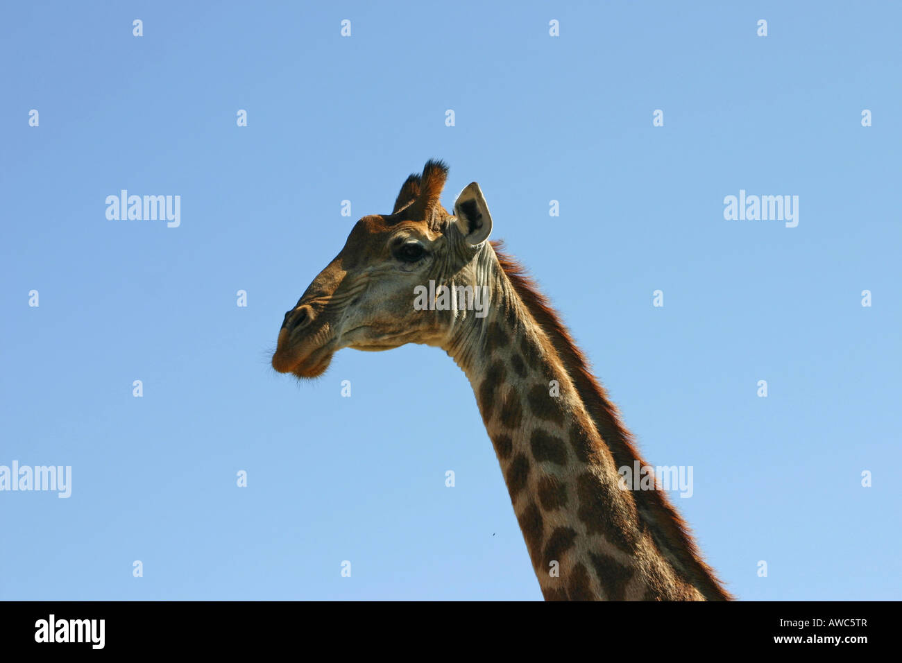 Giraffe Head shot Stock Photo - Alamy