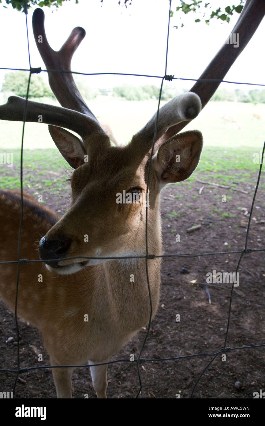 Mole Hall wildlife park and butterfly pavillion, Widdington, Saffron ...