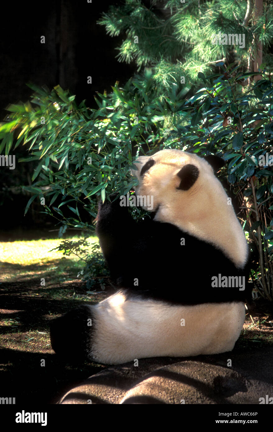 MBP-325, SITTING GIANT PANDA Stock Photo - Alamy