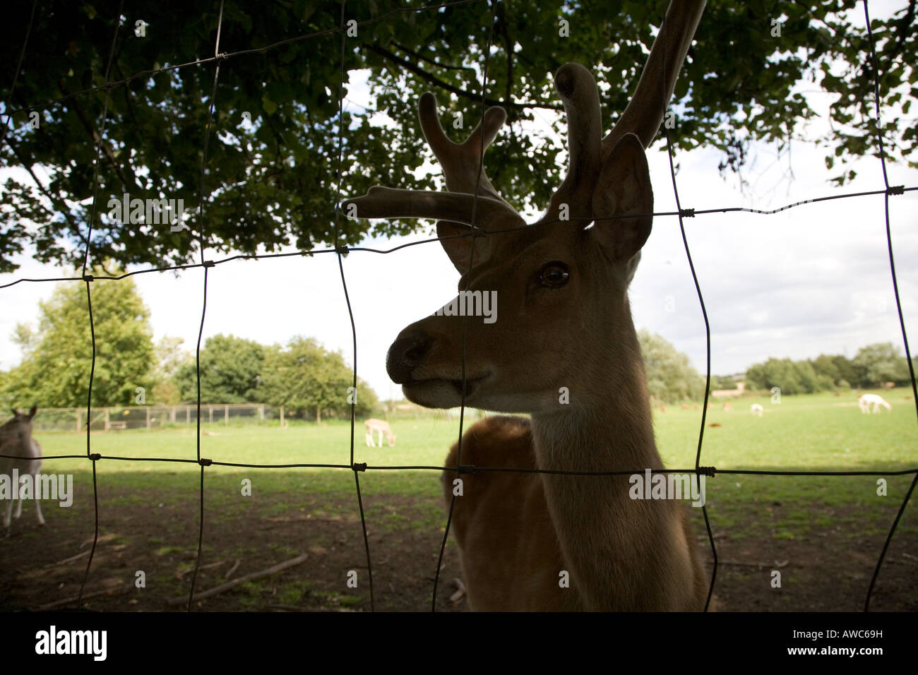 Mole Hall wildlife park and butterfly pavillion, Widdington, Saffron ...