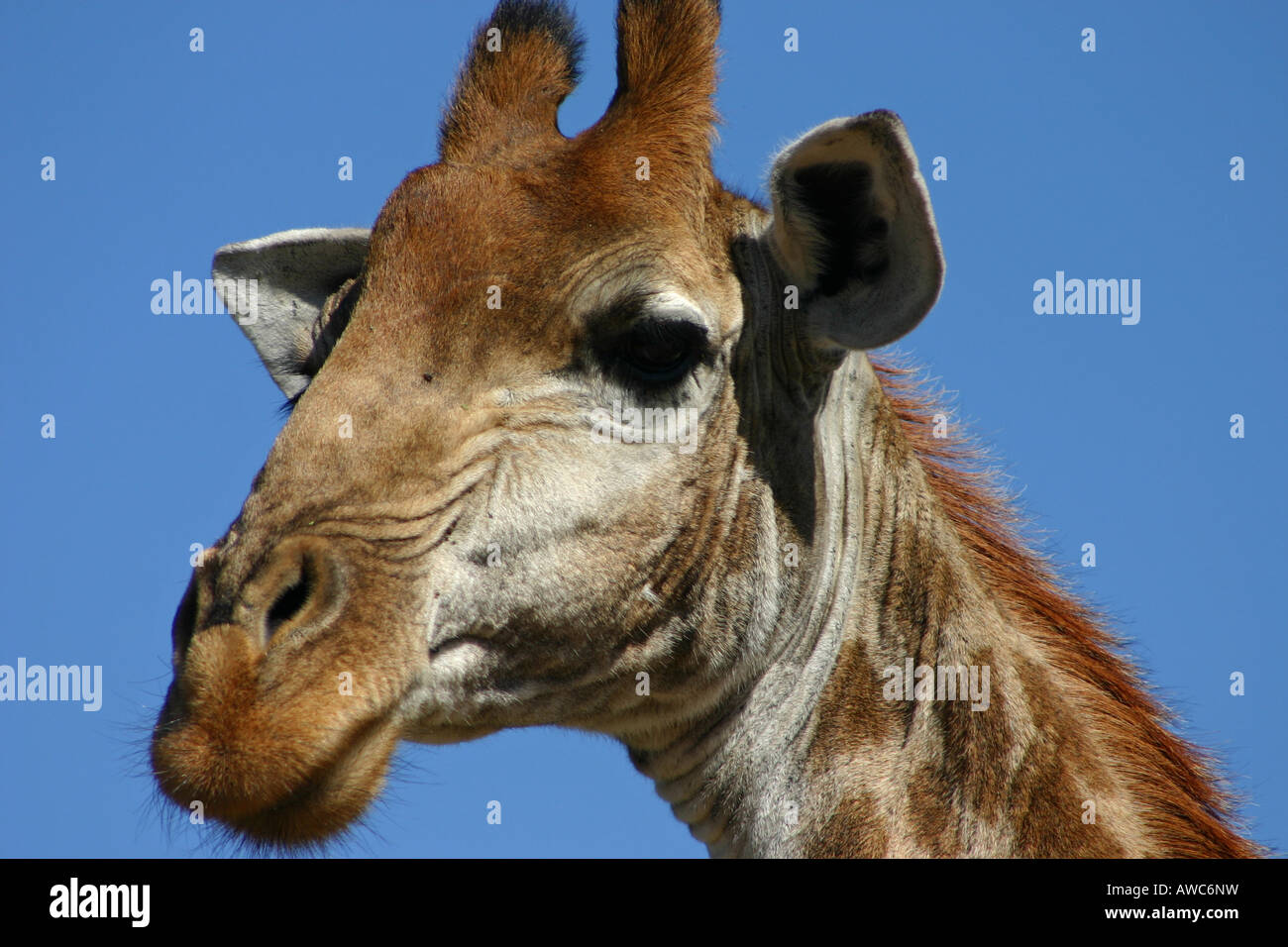 Giraffe Head shot Stock Photo - Alamy