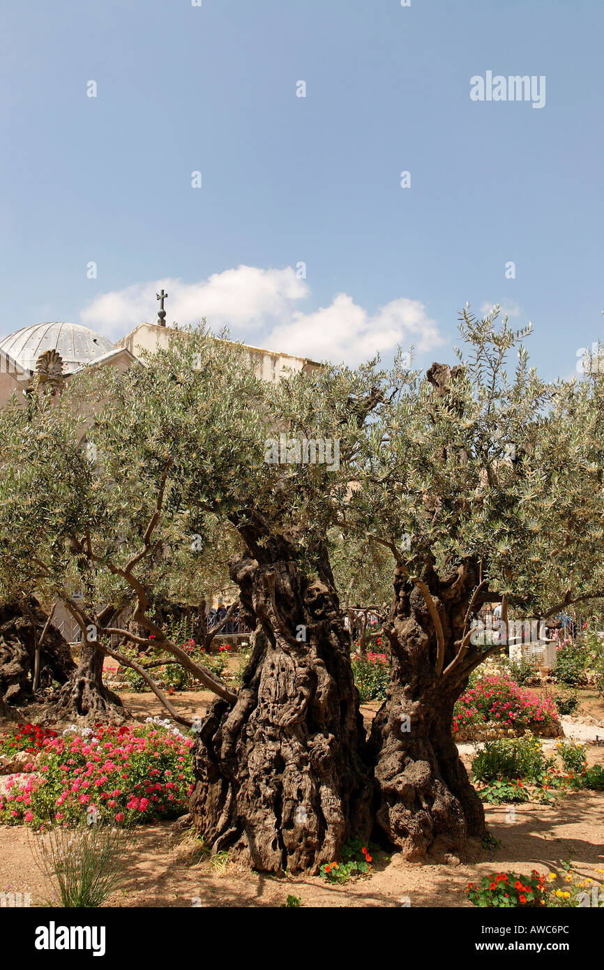 Israel Jerusalem An Ancient olive tree at the Garden of Gethsemane ...