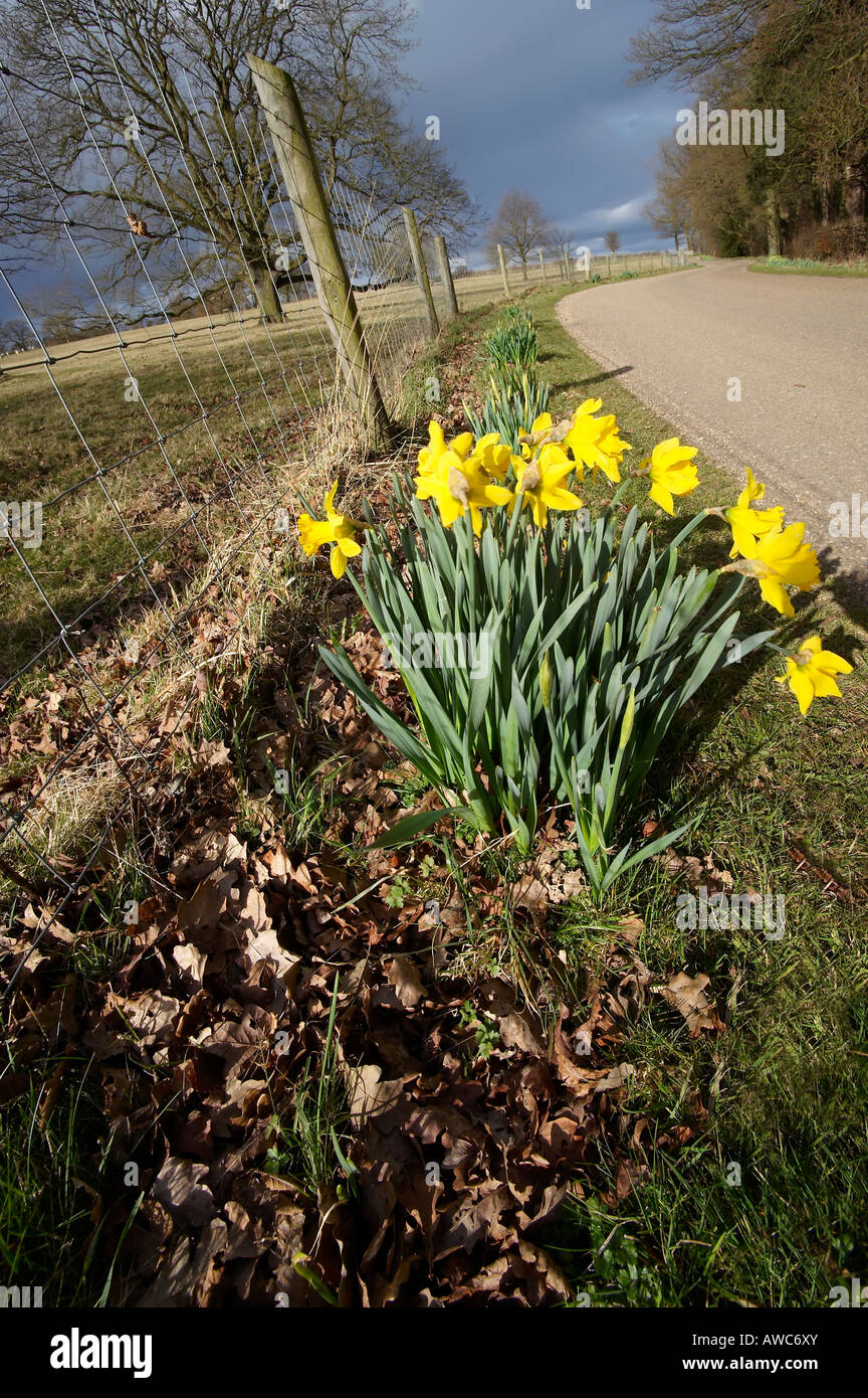 Yellow daffodil wild flowers growing wild Stock Photo - Alamy