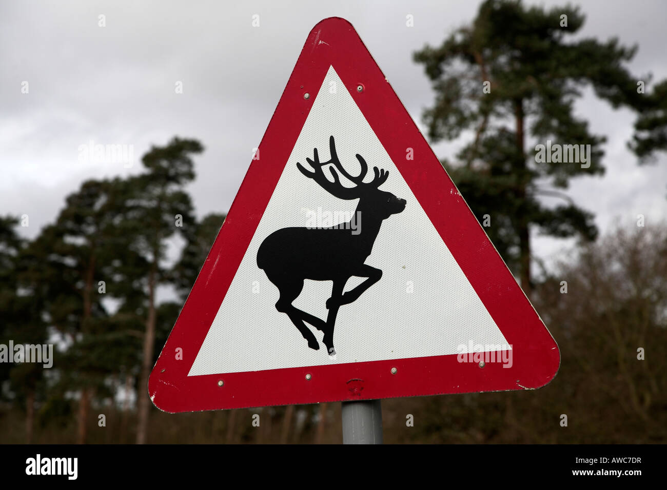Red triangle road sign warning of deer Stock Photo - Alamy