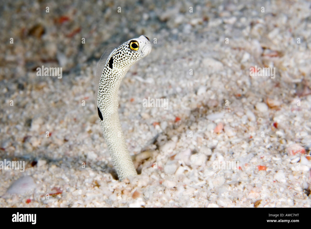 a garden eel peering out from its burrow Stock Photo - Alamy