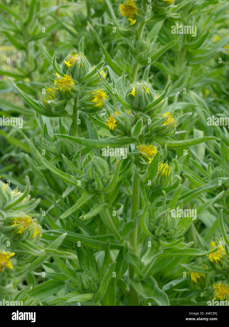 Madia sativa hi-res stock photography and images - Alamy