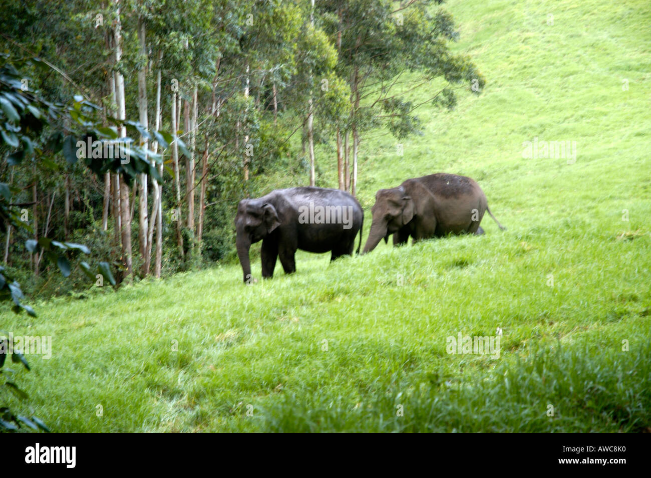 WILD ELEPHANTS GRAZING AT MATTUPATTI MUNNAR Stock Photo - Alamy