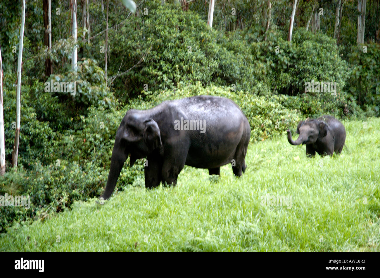WILD ELEPHANTS GRAZING AT MATTUPATTI MUNNAR Stock Photo - Alamy