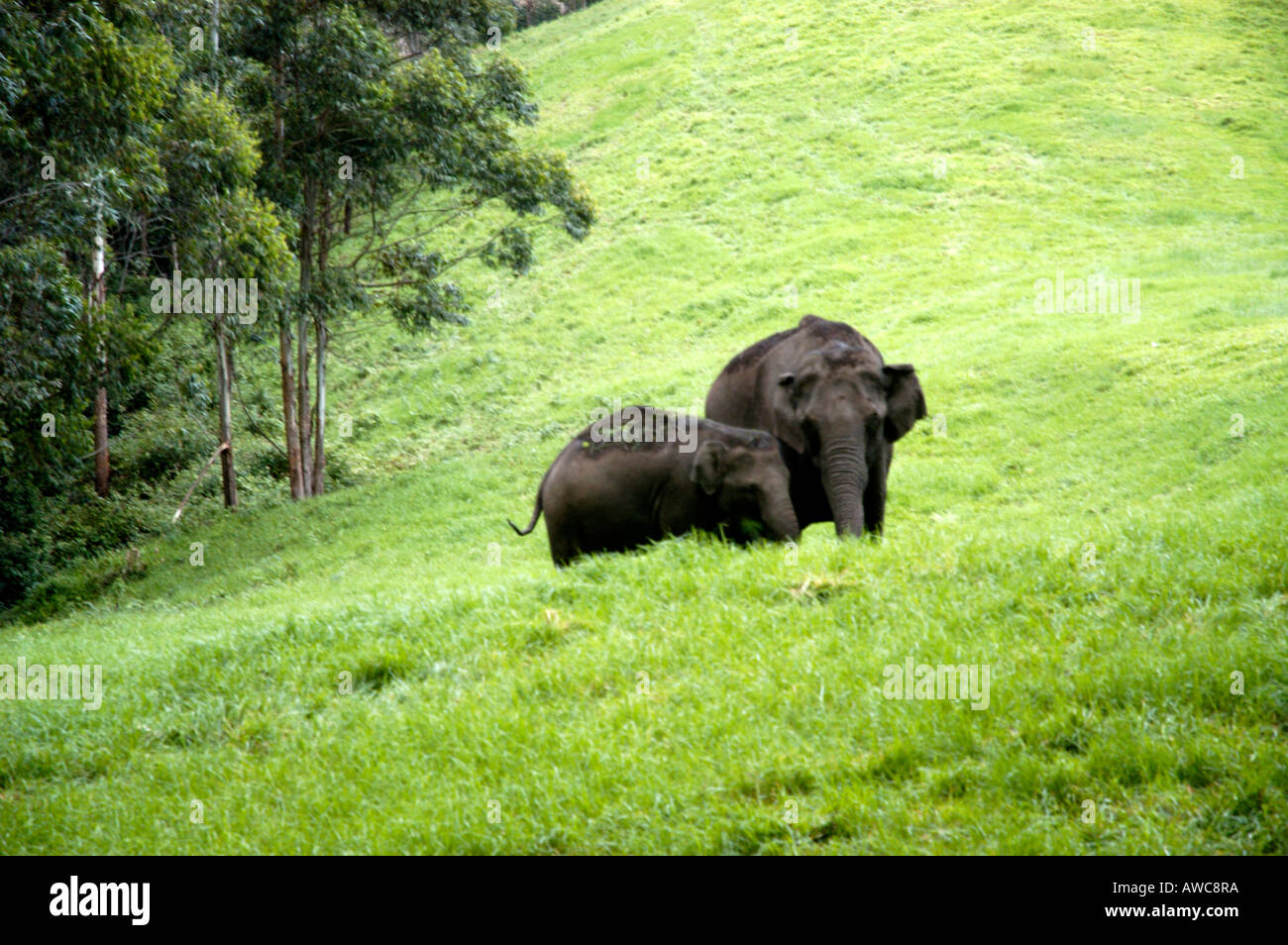 WILD ELEPHANTS GRAZING AT MATTUPATTI MUNNAR Stock Photo - Alamy