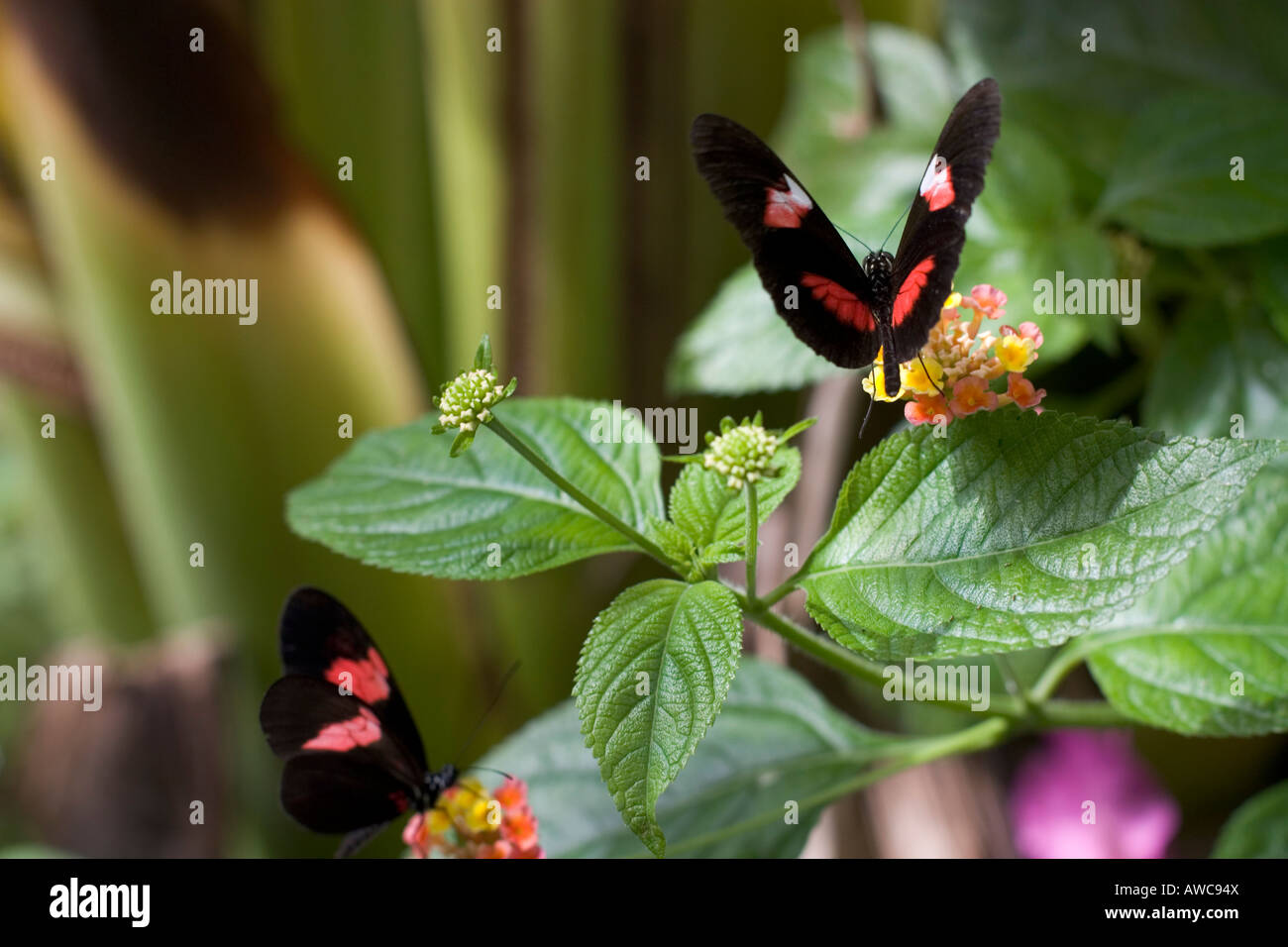 Mole Hall wildlife park and butterfly pavillion, Widdington, Saffron ...