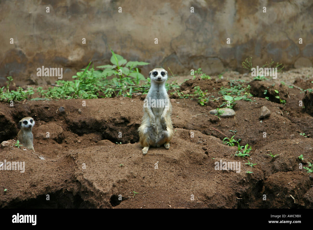Suricate mongoose den hi-res stock photography and images - Alamy