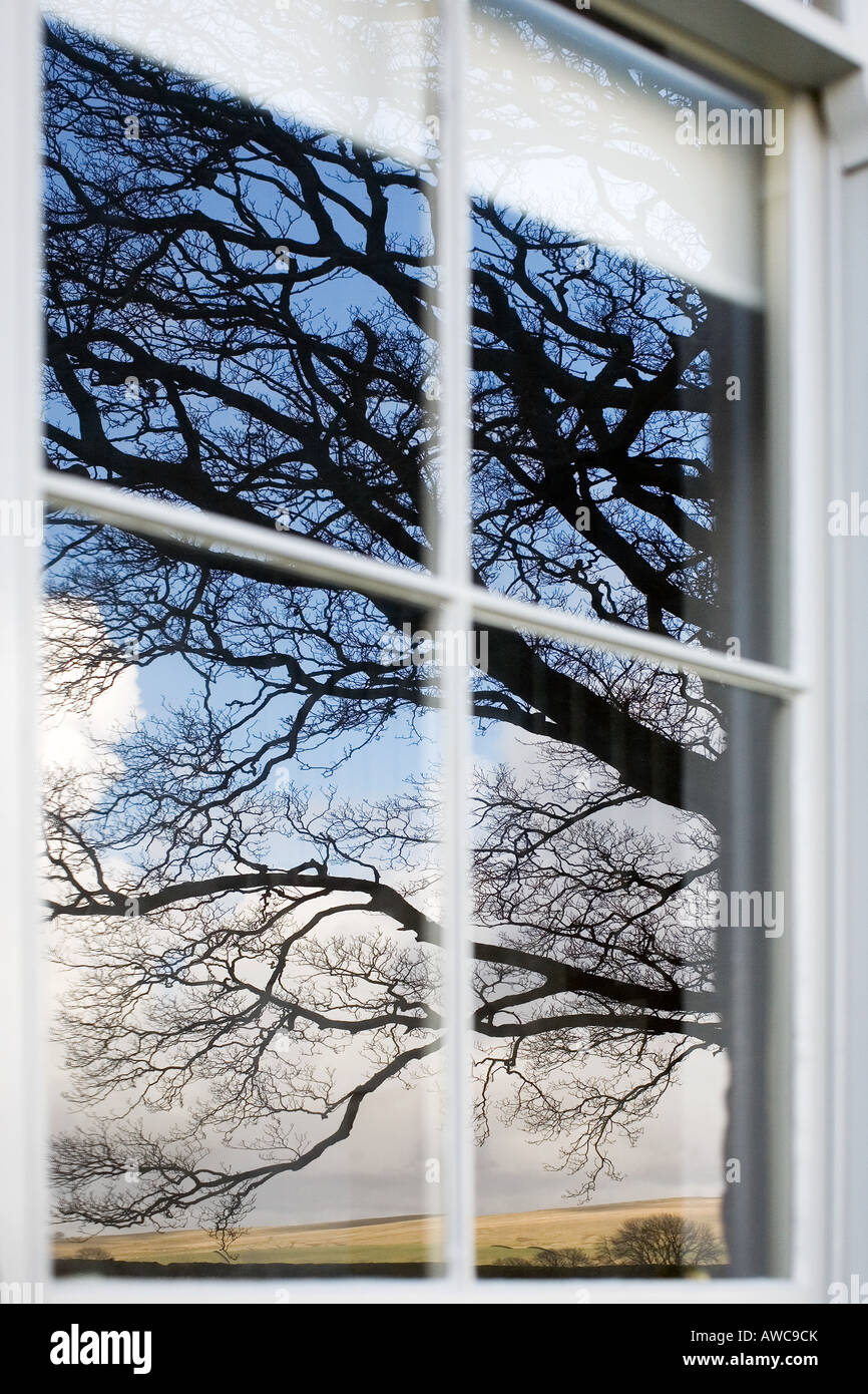 Reflection of an oak tree on the glass in a sash window. Waitby school ...
