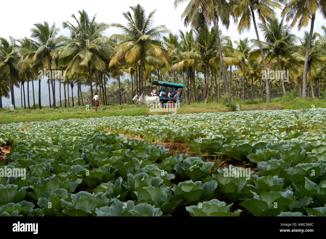 Kumily hi-res stock photography and images - Alamy