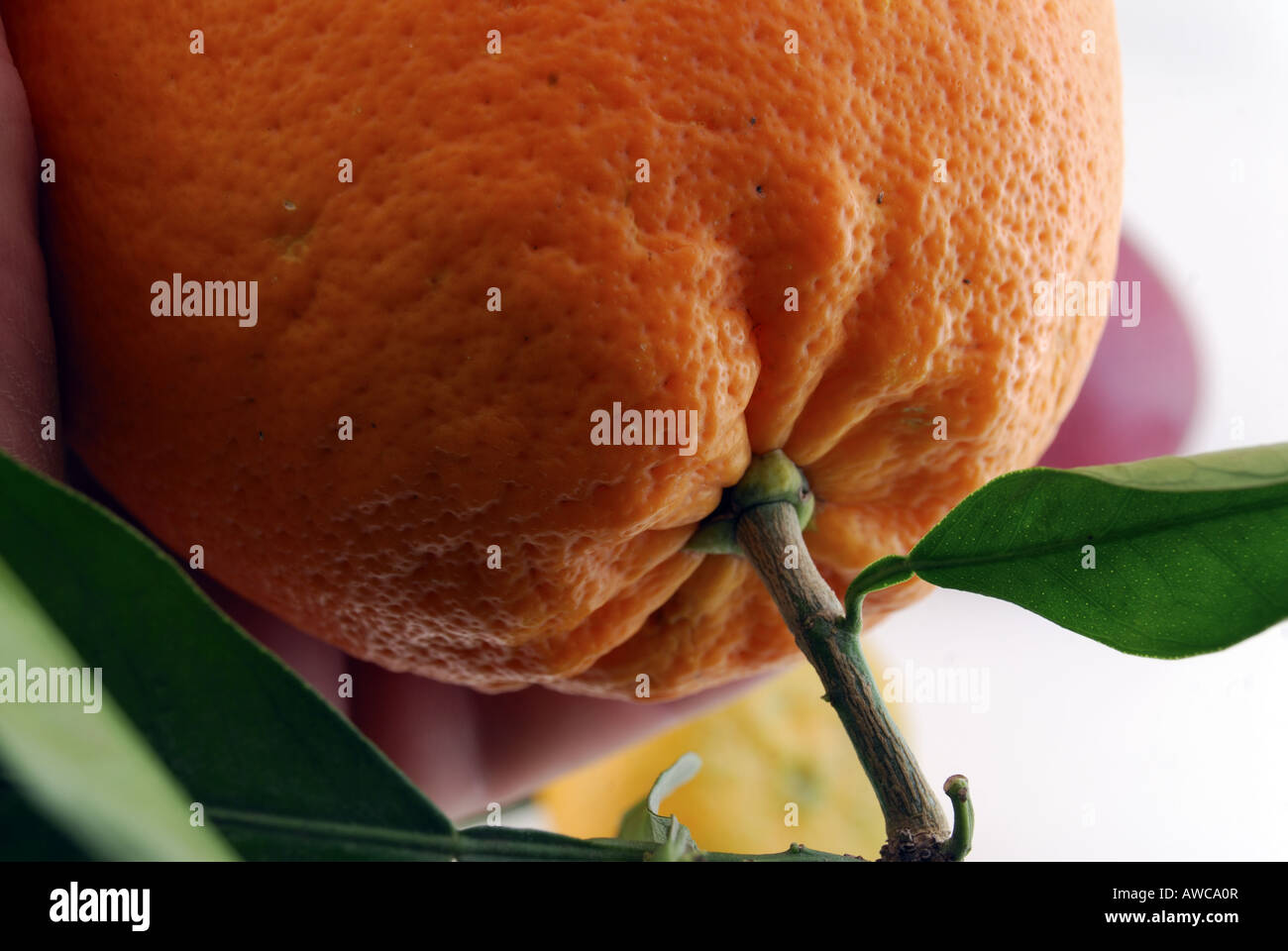 Summer fruit lebanon hi-res stock photography and images - Alamy