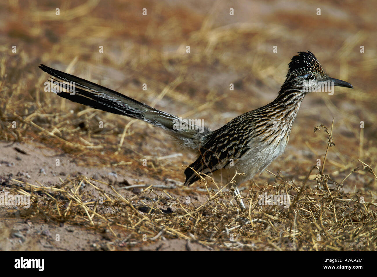 Roadrunner with crest up hi-res stock photography and images - Alamy