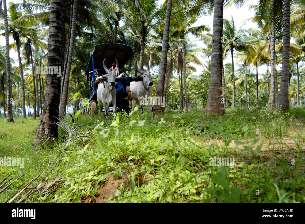 COCONUT FARMS ON TAMIL NADU PLAINS AT CUMBUM NEAR KUMILY THEKKADY Stock ...