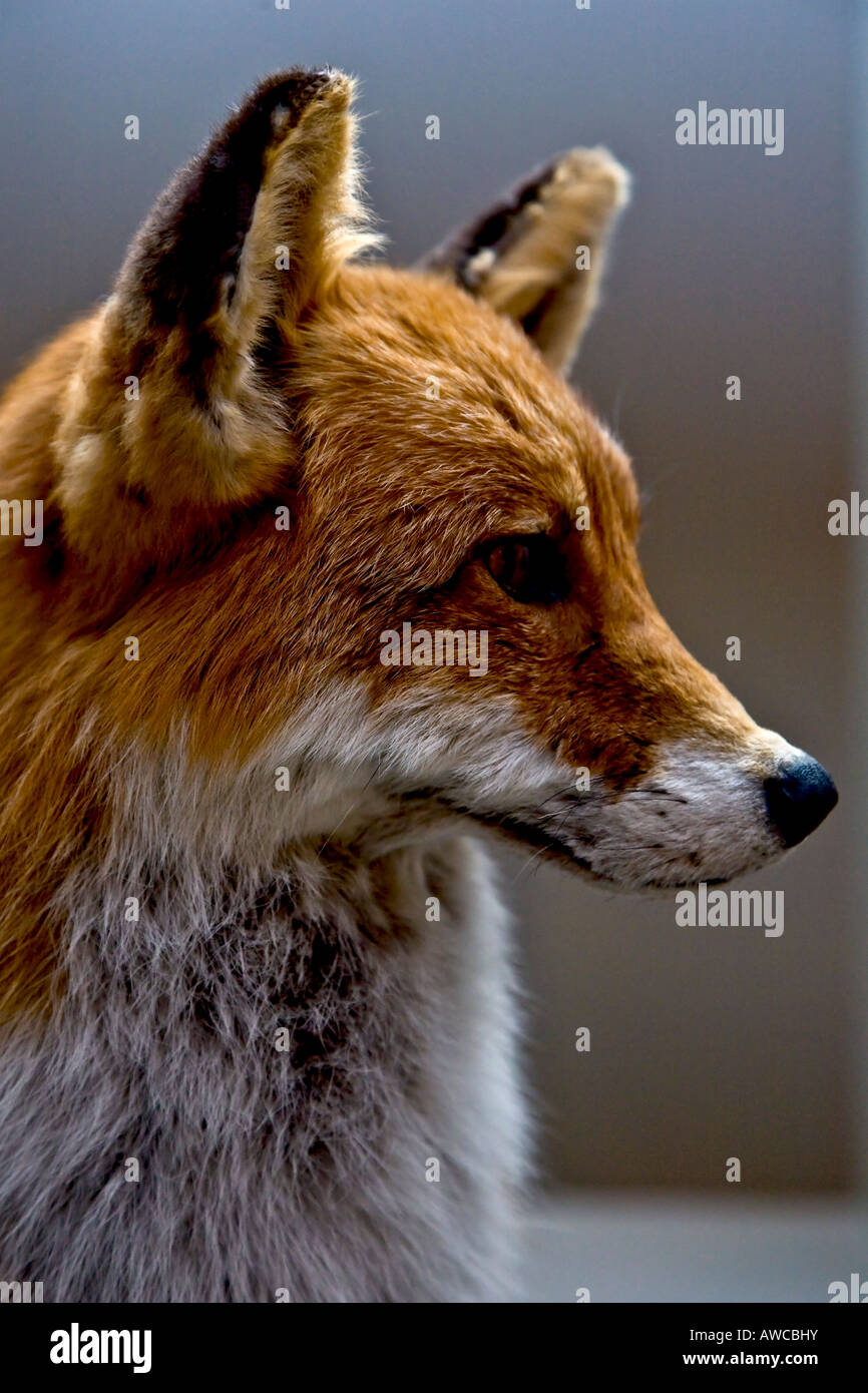 Fox hi-res stock photography and images - Alamy