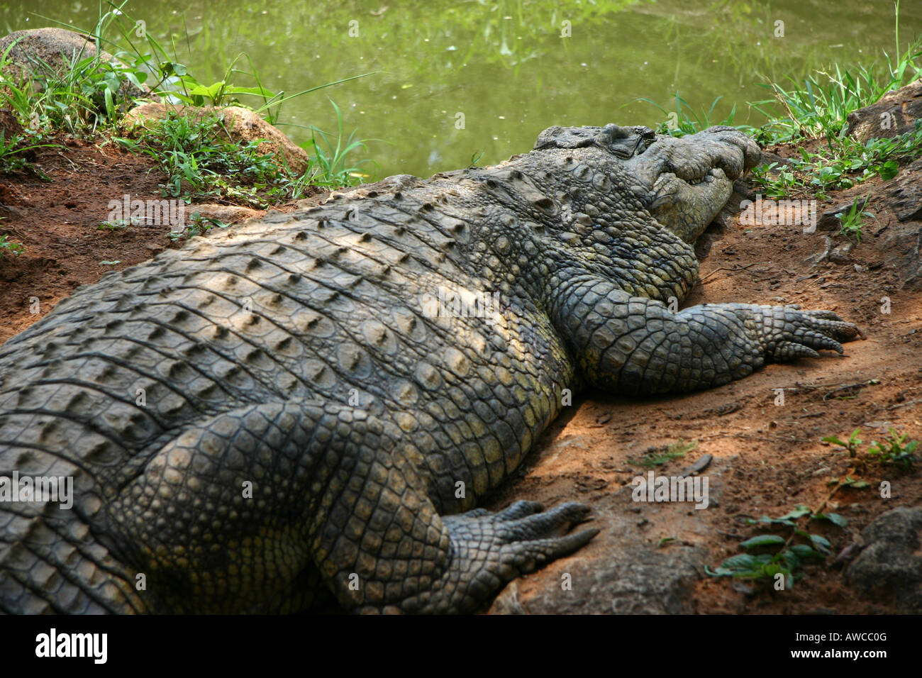 Crocodile next to the water resting Stock Photo - Alamy