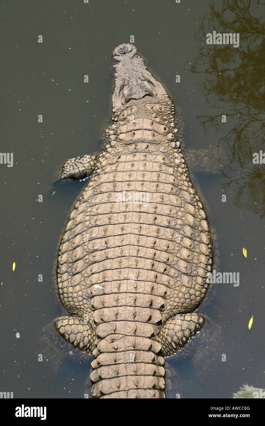 Crocodile in the water Stock Photo - Alamy