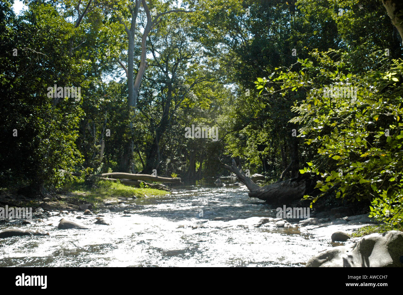 CHINNAR RIVER INSIDE CHINNAR WILDLIFE SANCTUARY FLOWING TOWARDS TAMIL ...