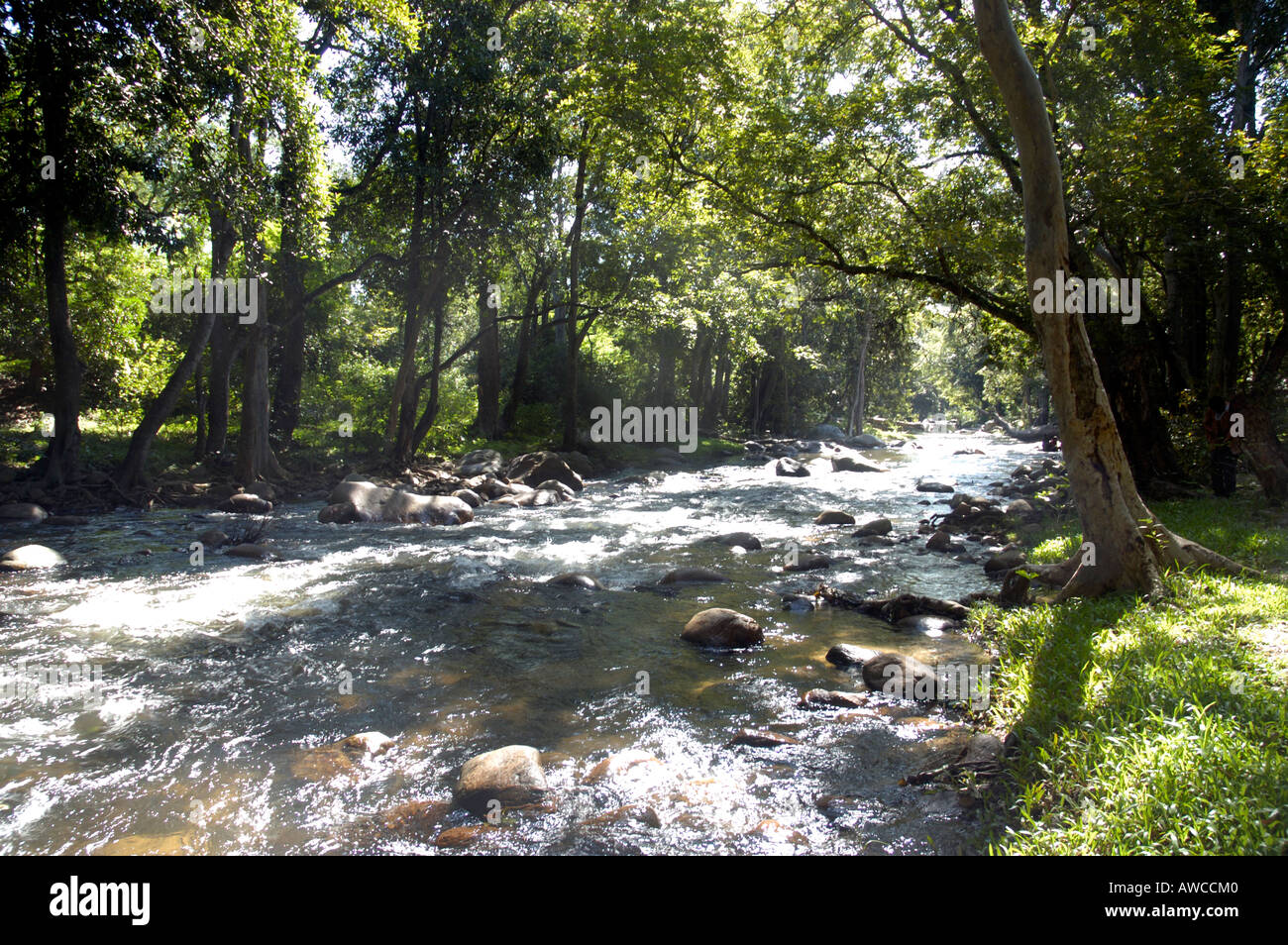 CHINNAR RIVER INSIDE CHINNAR WILDLIFE SANCTUARY FLOWING TOWARDS TAMIL ...