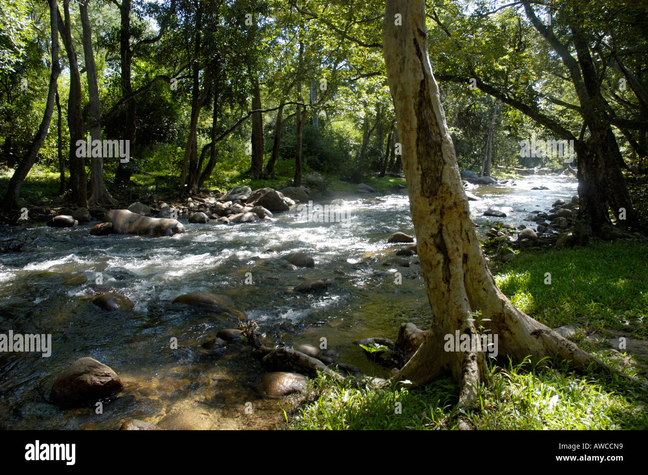 CHINNAR RIVER INSIDE CHINNAR WILDLIFE SANCTUARY FLOWING TOWARDS TAMIL ...