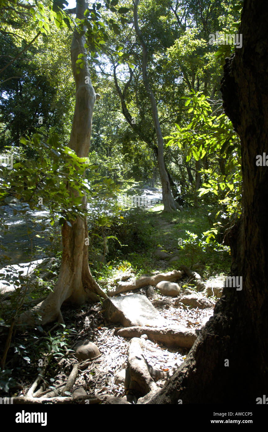 CHINNAR RIVER INSIDE CHINNAR WILDLIFE SANCTUARY FLOWING TOWARDS TAMIL ...