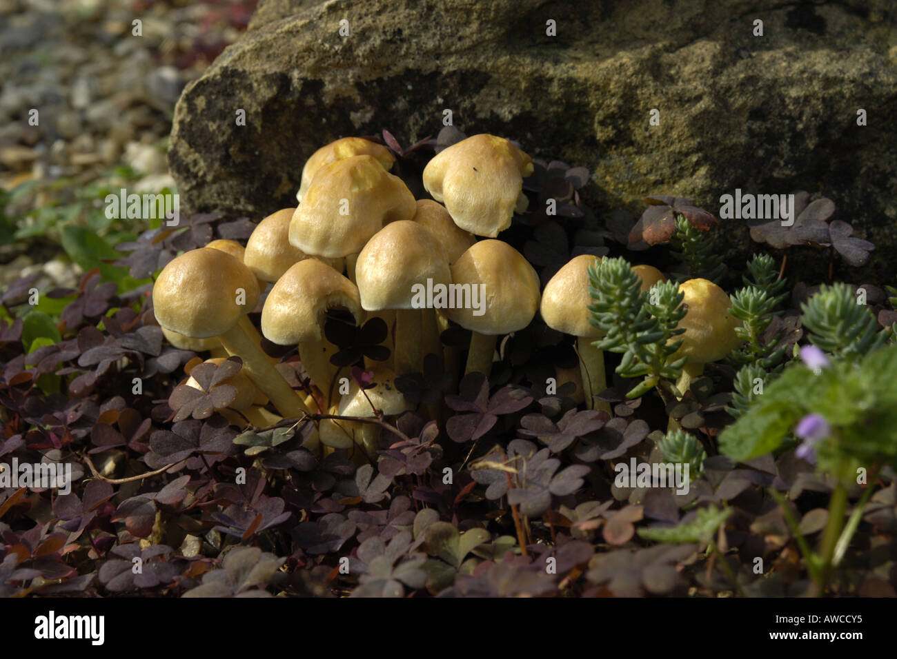 Toadstool toadstools fungi saprophytes hi-res stock photography and ...