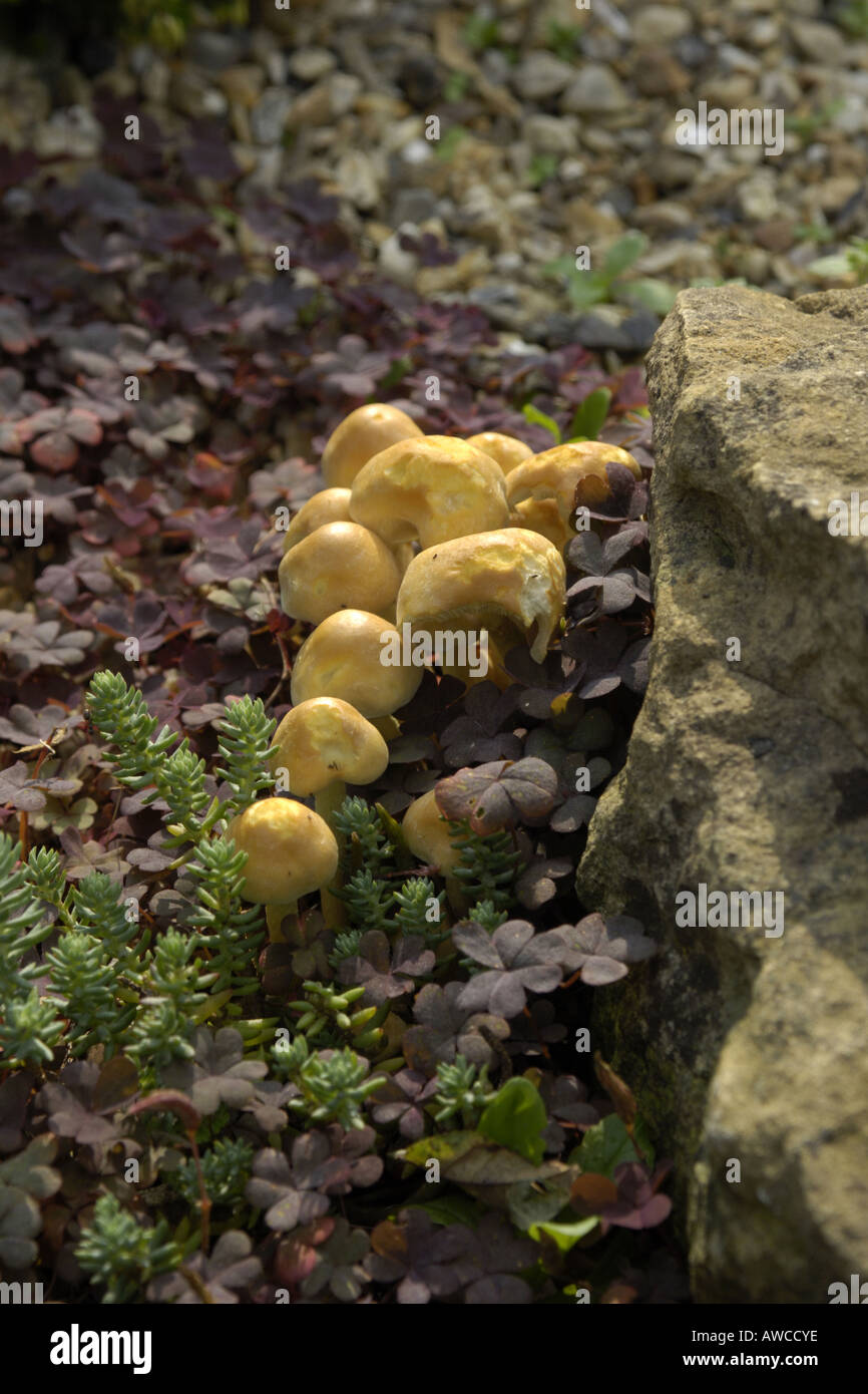 Toadstool toadstools fungi saprophytes hi-res stock photography and ...