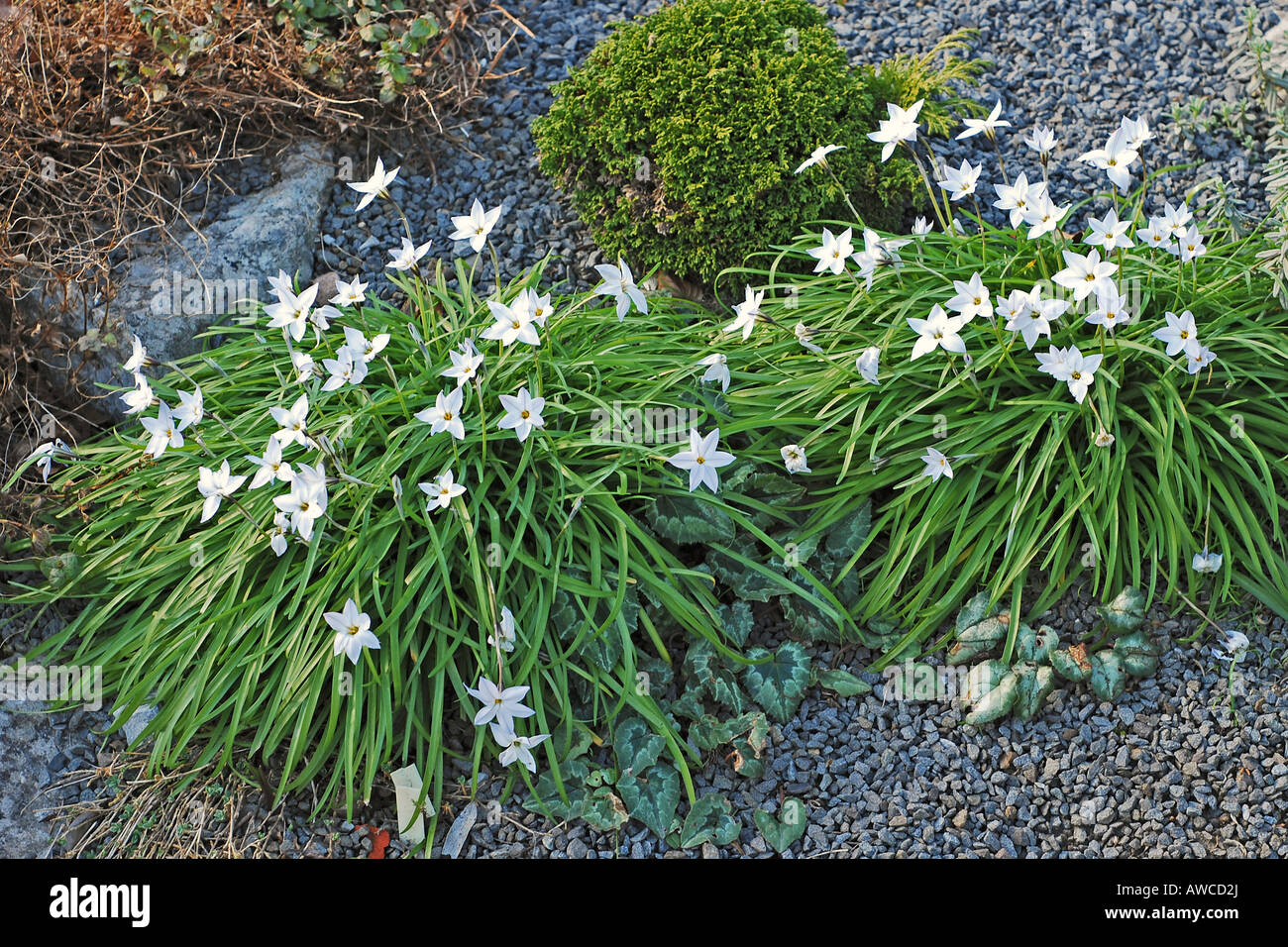 Uniflorum white star hi-res stock photography and images - Alamy