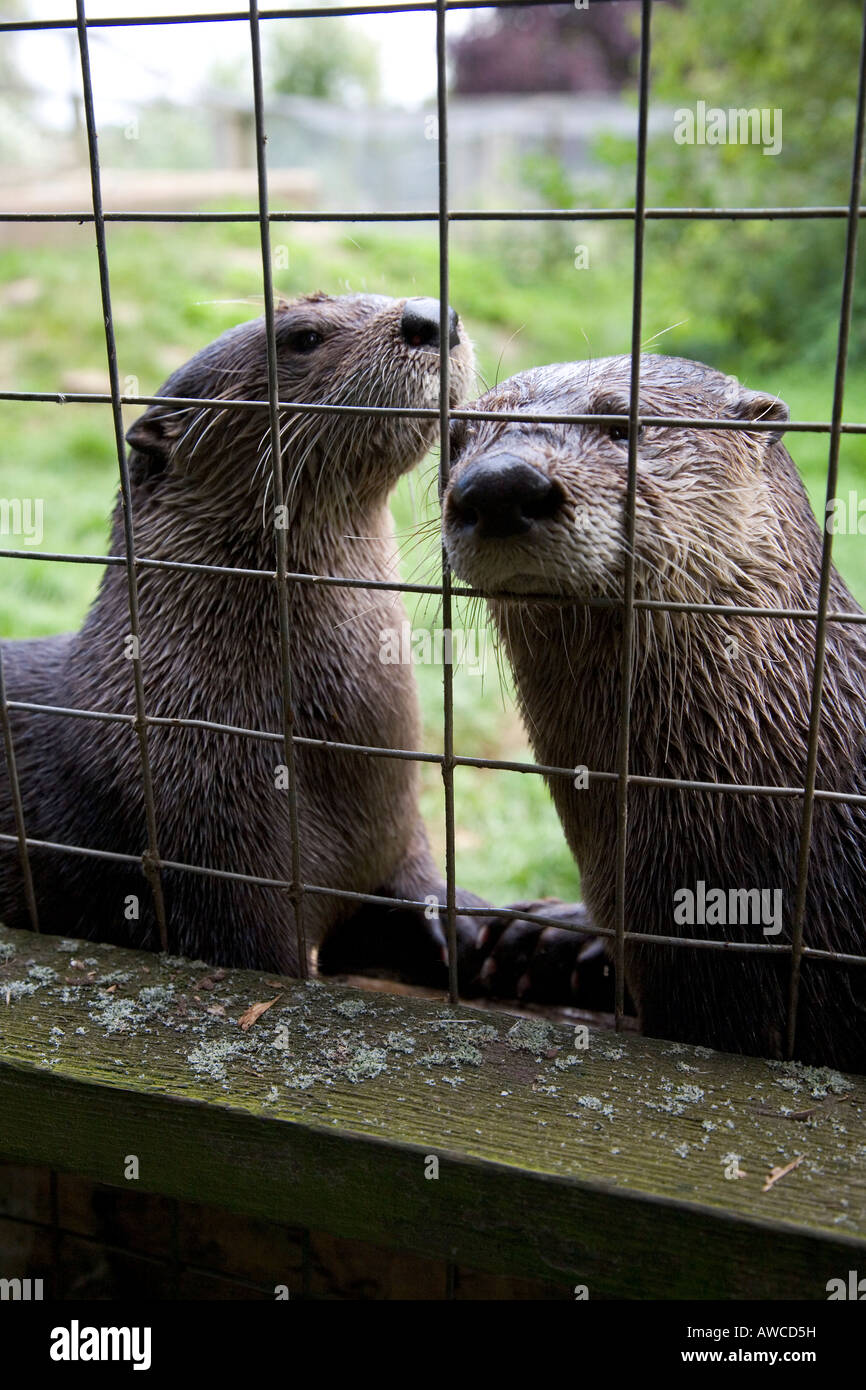 Mole Hall wildlife park and butterfly pavillion, Widdington, Saffron ...