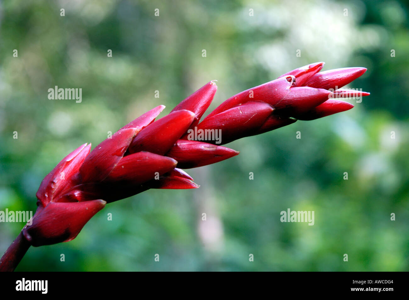 WILD FLOWER SEEN INSIDE THATTEKKAD Stock Photo - Alamy