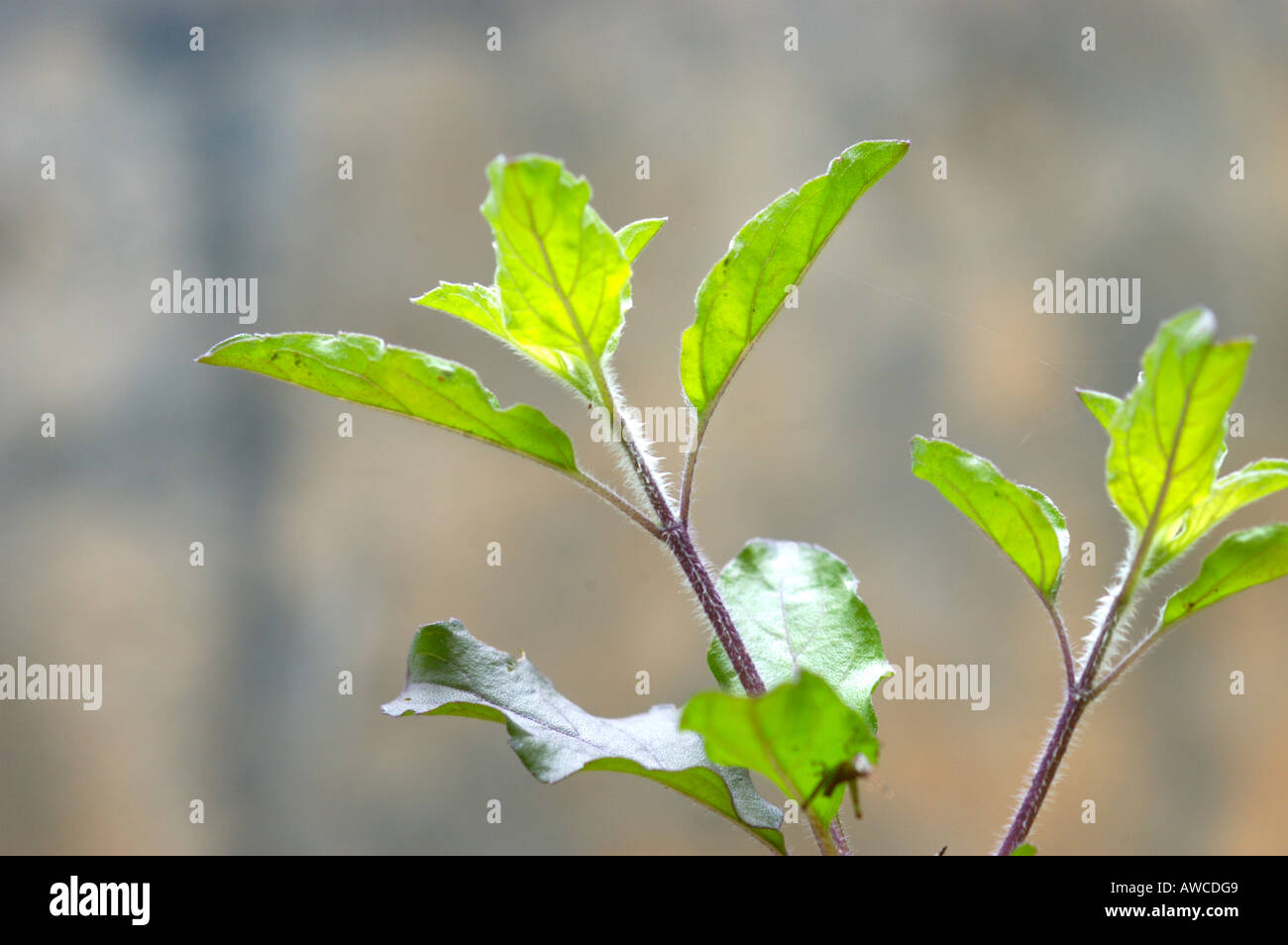 THULASI ALSO NAMED THULSI Stock Photo - Alamy