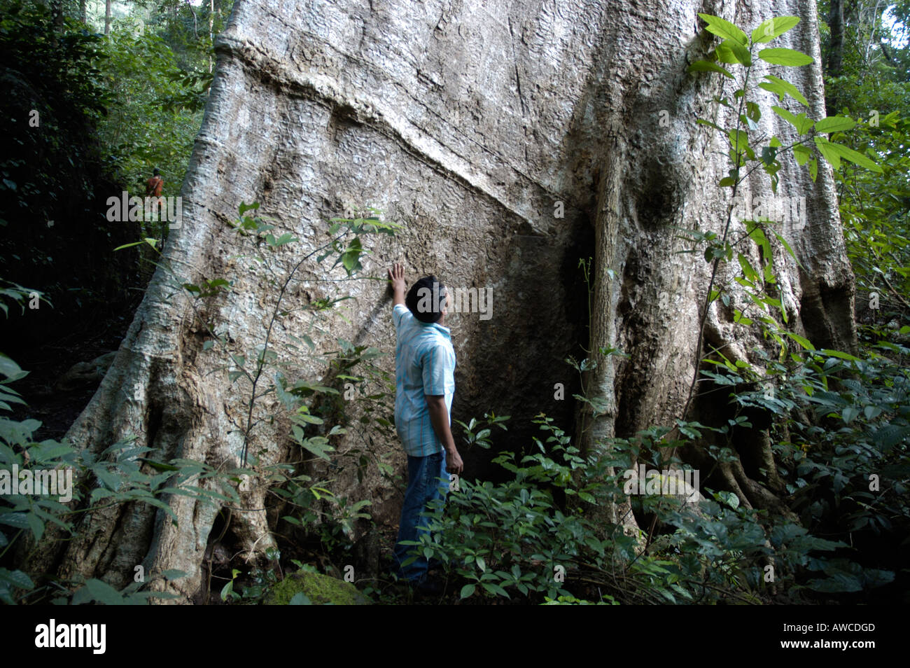 BASE OF GIANT TREE INSIDE THATTEKKAD BIRD SANCTUARY Stock Photo - Alamy