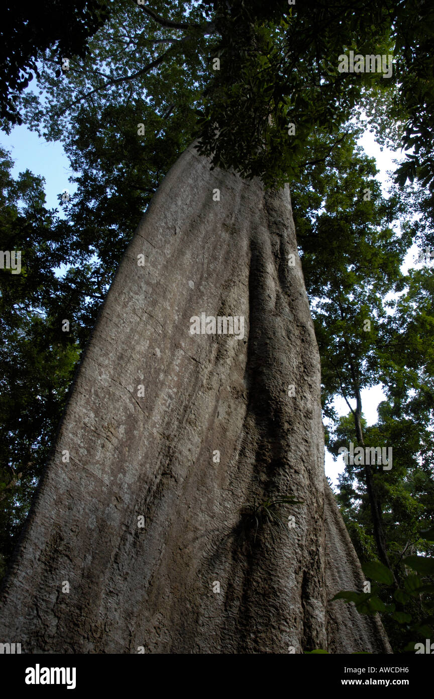 GIANT TREE INSIDE THATTEKKAD BIRD SANCTUARY Stock Photo - Alamy