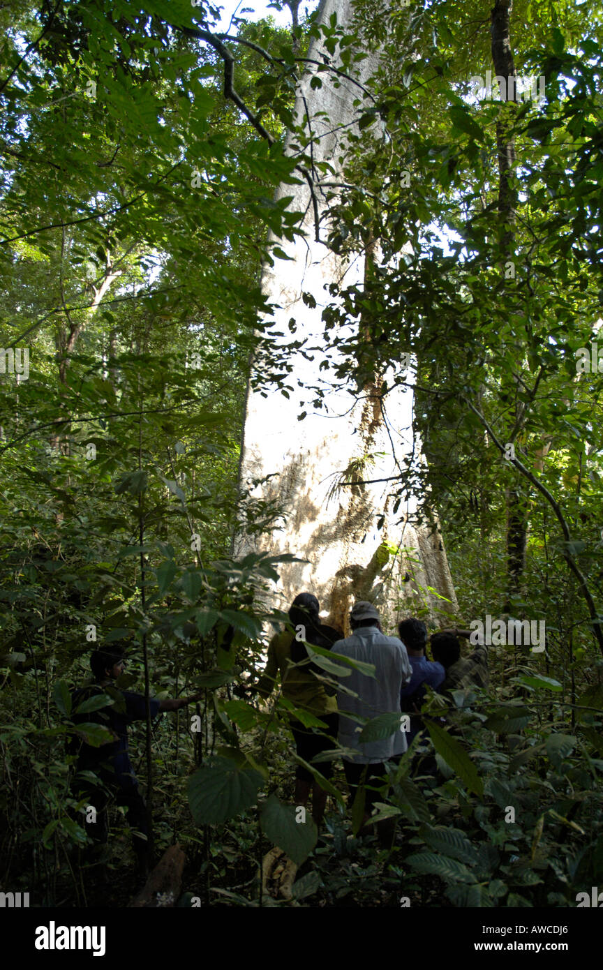 GIANT TREE INSIDE THATTEKKAD BIRD SANCTUARY Stock Photo - Alamy