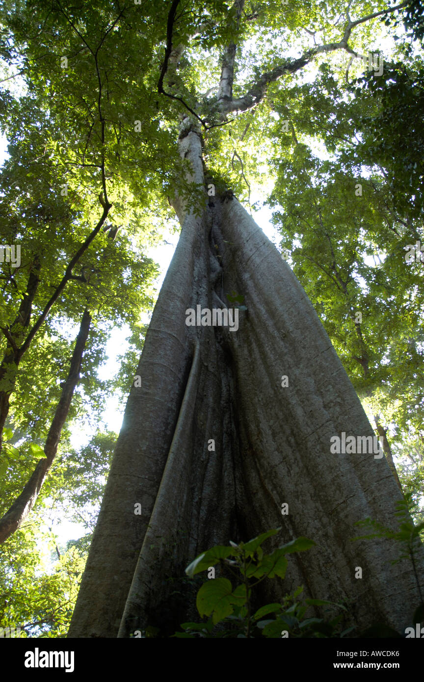 GIANT TREE INSIDE THATTEKKAD BIRD SANCTUARY Stock Photo - Alamy